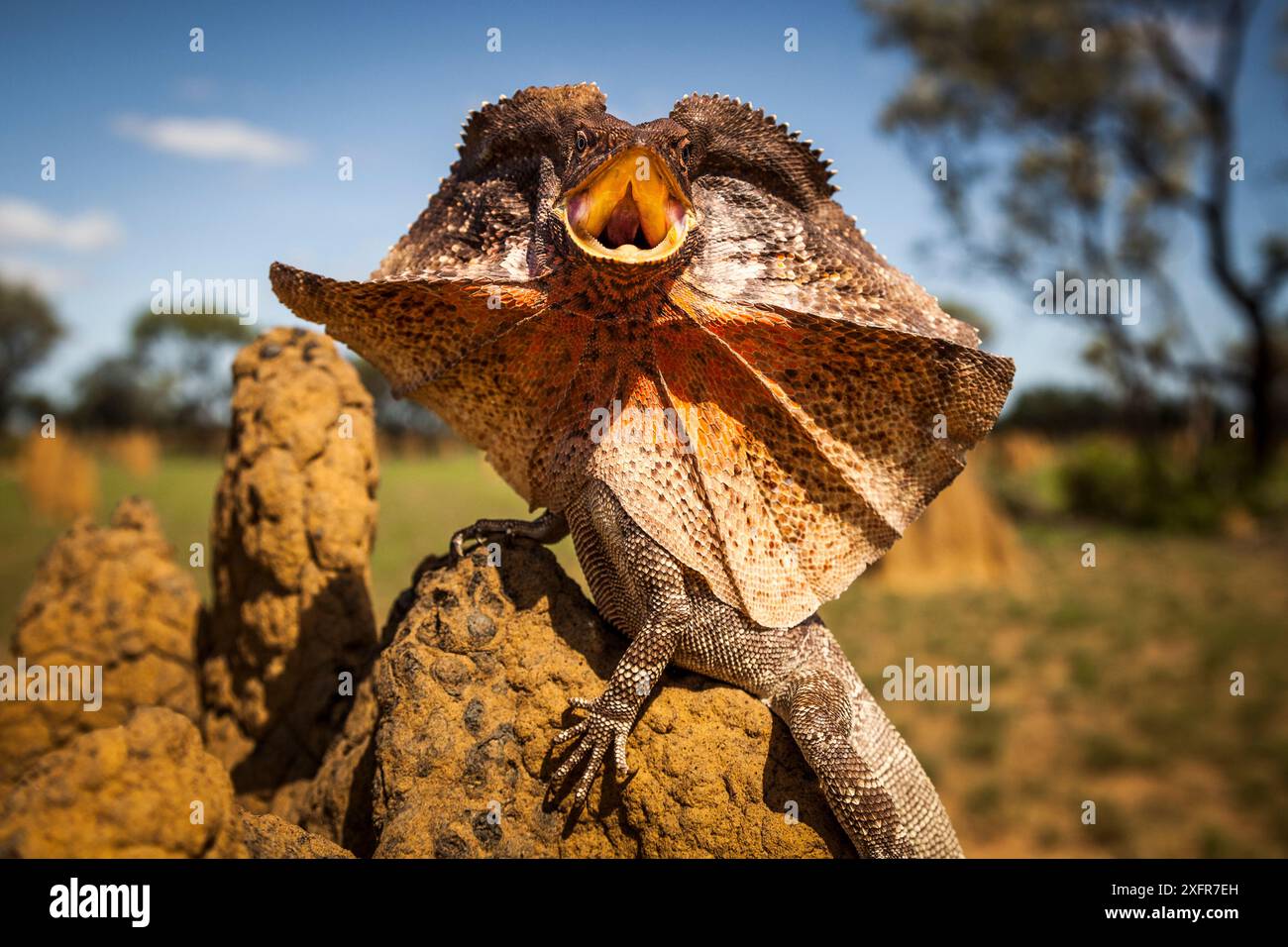 Frill-neck Lizard (Chlamydosaurus kingii), displays on a termite mound ...