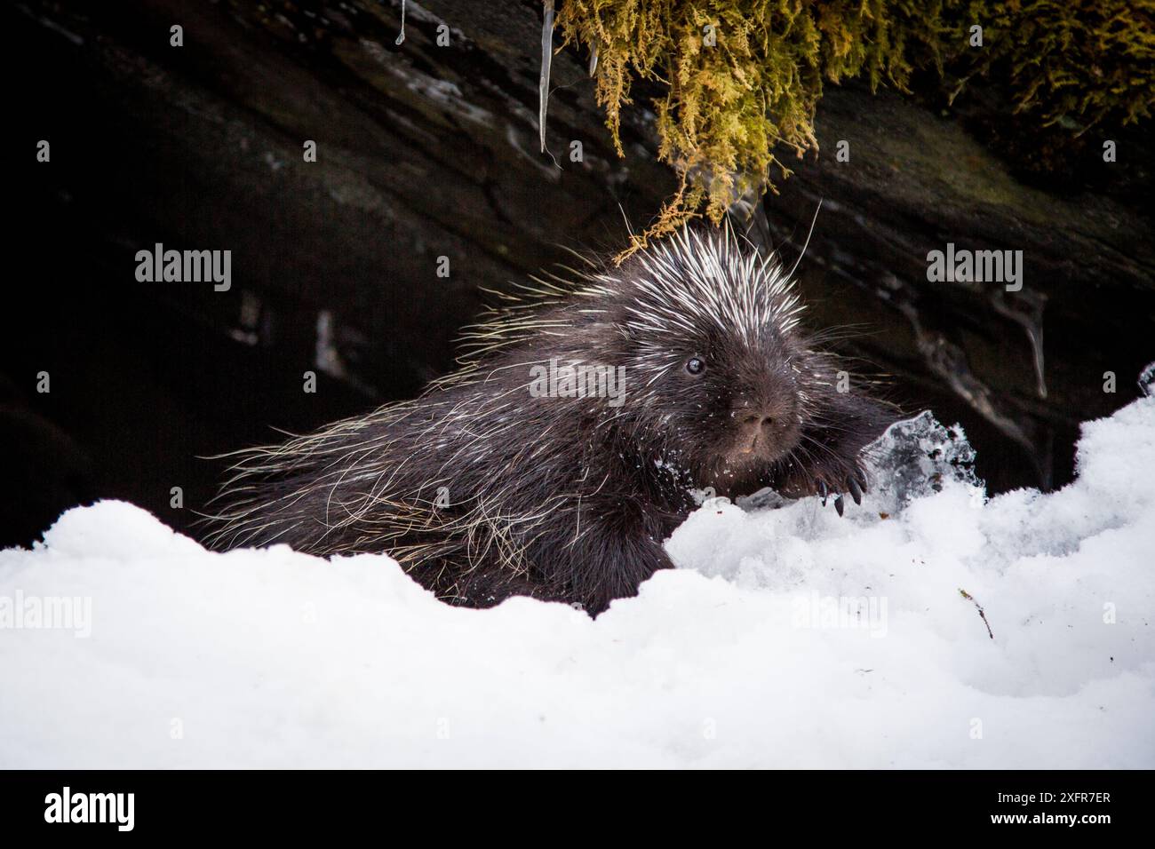 North american porcupine den hi-res stock photography and images - Alamy