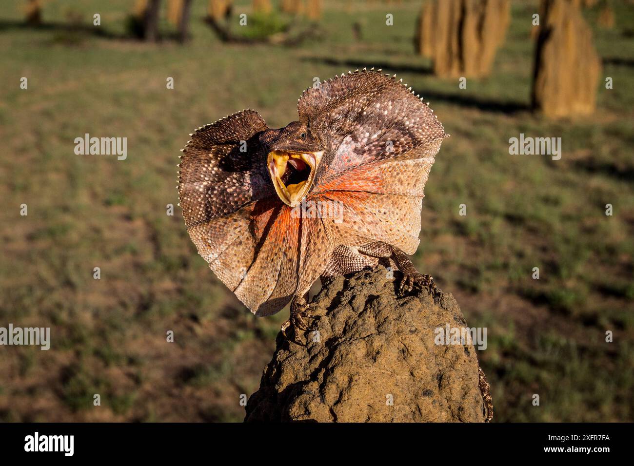 Frill-neck Lizard (Chlamydosaurus kingii), displaying on a termite ...