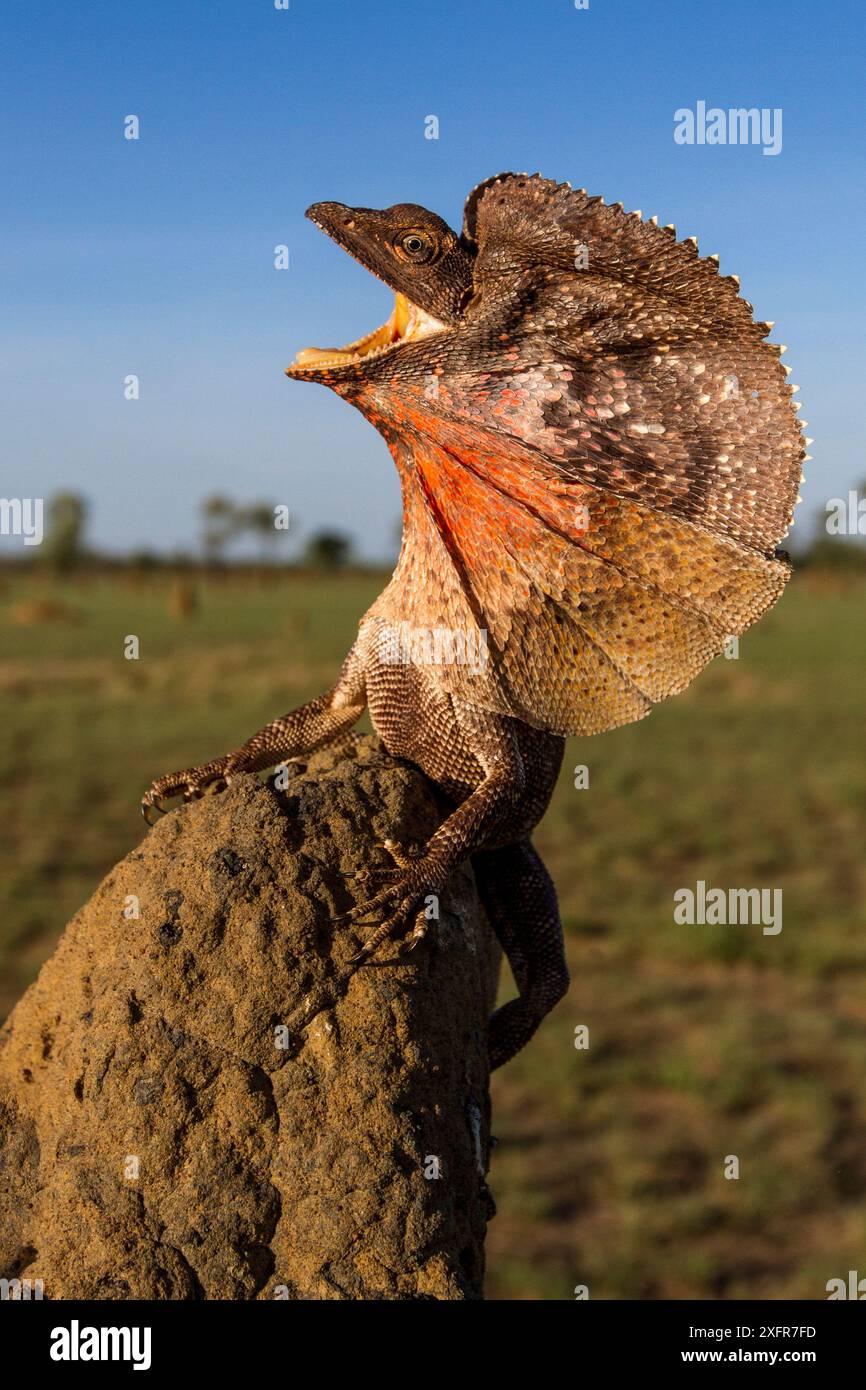 Frill-neck Lizard (Chlamydosaurus kingii), displaying on a termite ...