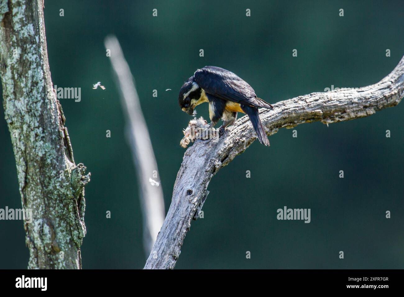 Black-thighed falconet (Microhierax fringillarius), pulling feathers ...