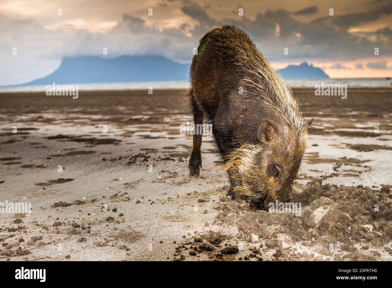 Bearded Pig (Sus barbatus) digging for crabs. Borneo Stock Photo - Alamy
