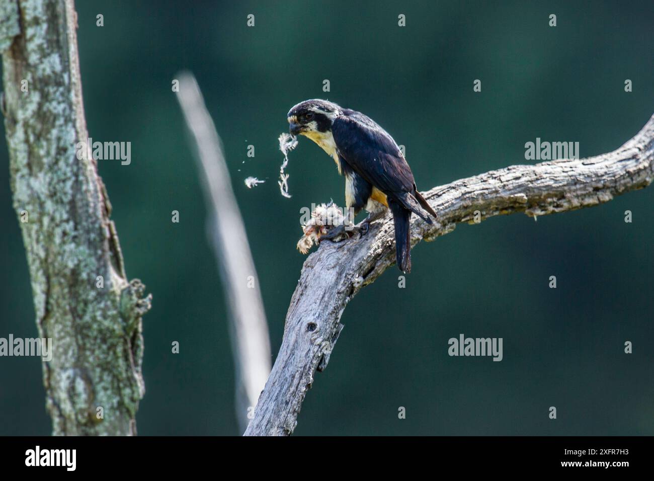 Worlds smallest bird hi-res stock photography and images - Alamy