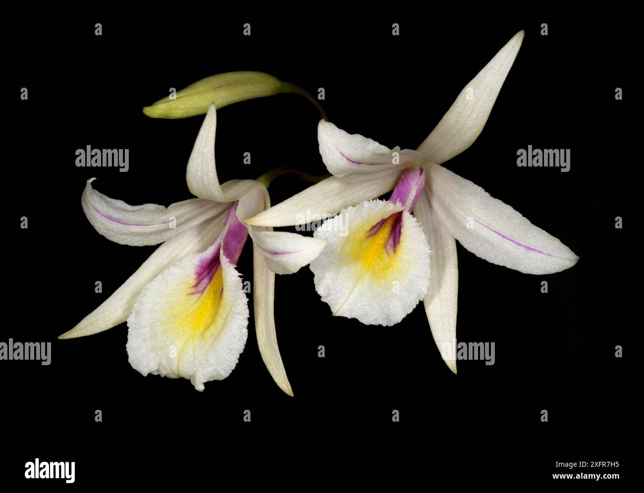 National flower of cuba hi-res stock photography and images - Alamy