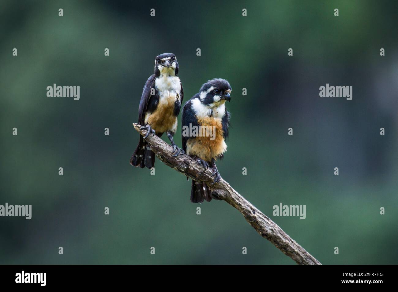 Black-thighed falconet (Microhierax fringillarius) male on right ...