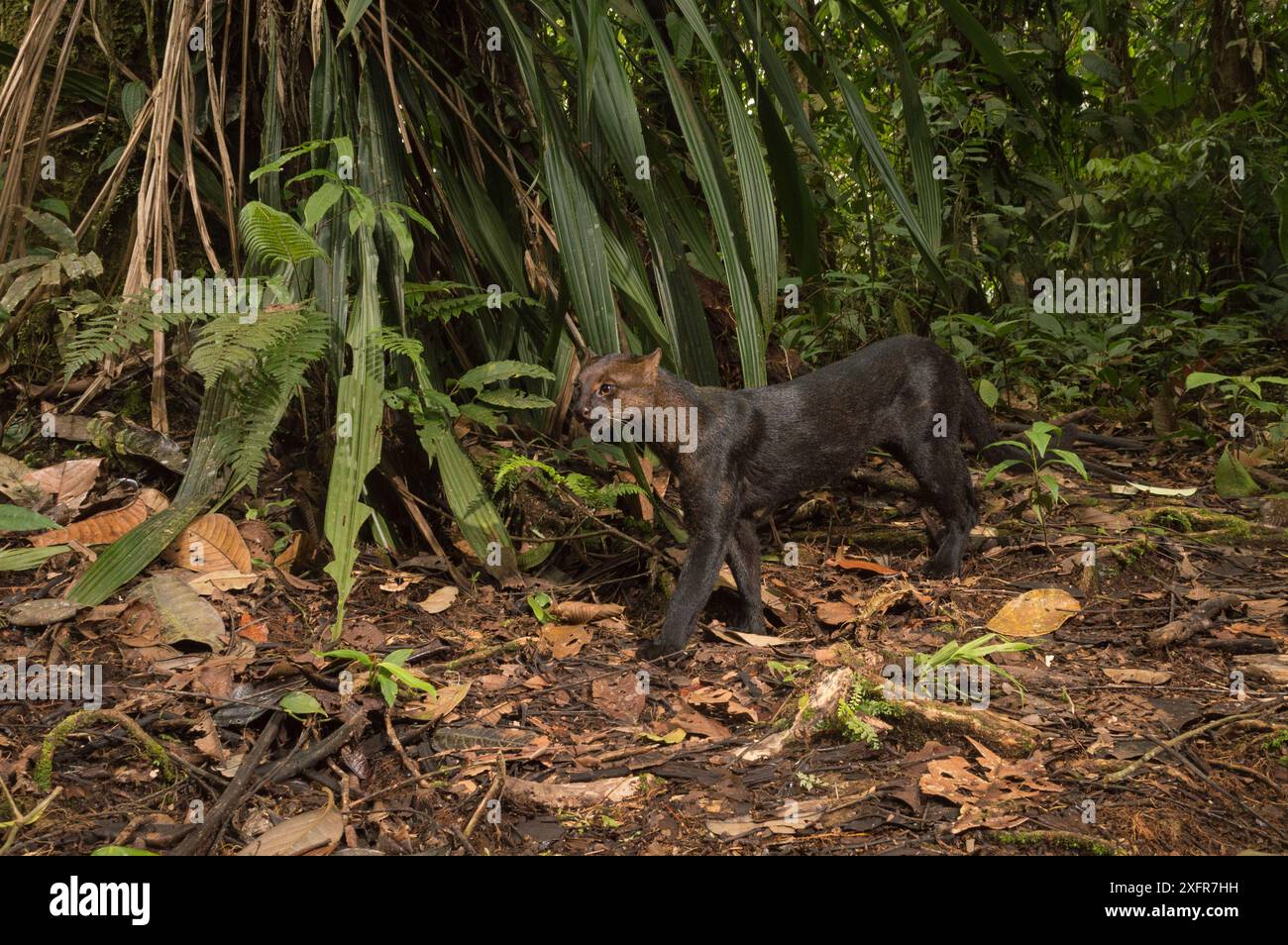 Jaguarundi (Puma yagouaroundi) Choco rainforest, Ecuador Stock Photo ...