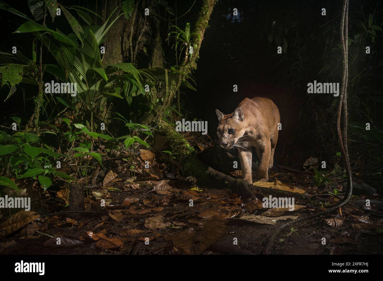 Puma (Puma concolor) in Choco rainforest, Ecuador Stock Photo - Alamy
