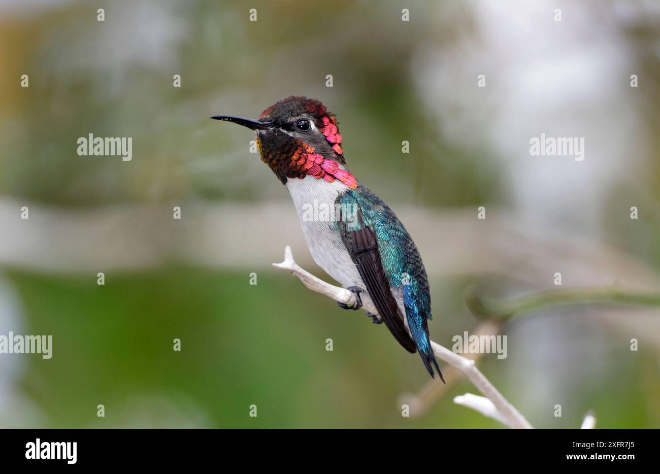 Bee hummingbird (Melisuga helenae) Guanacahabibes National Park, Cuba ...
