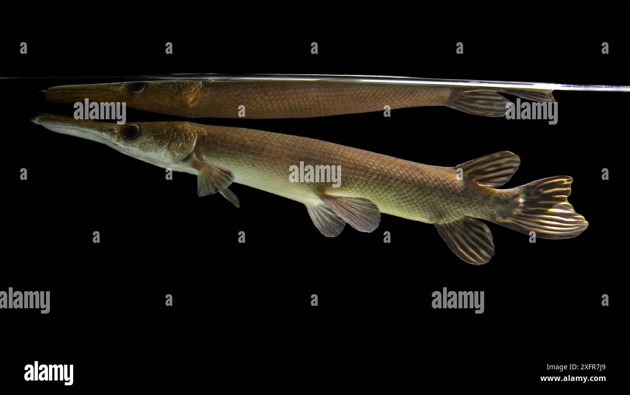 Cuban gar (Atractosteus tristoechus) captive in Cienaga de Zapata ...