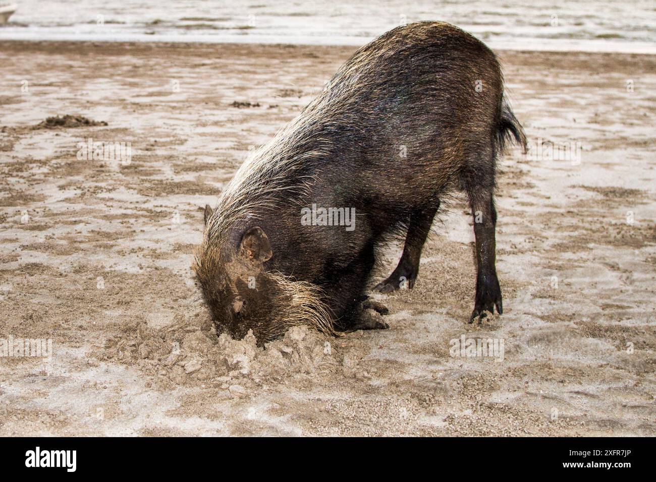 Bearded Pig (Sus barbatus) digging for crabs. Borneo Stock Photo - Alamy