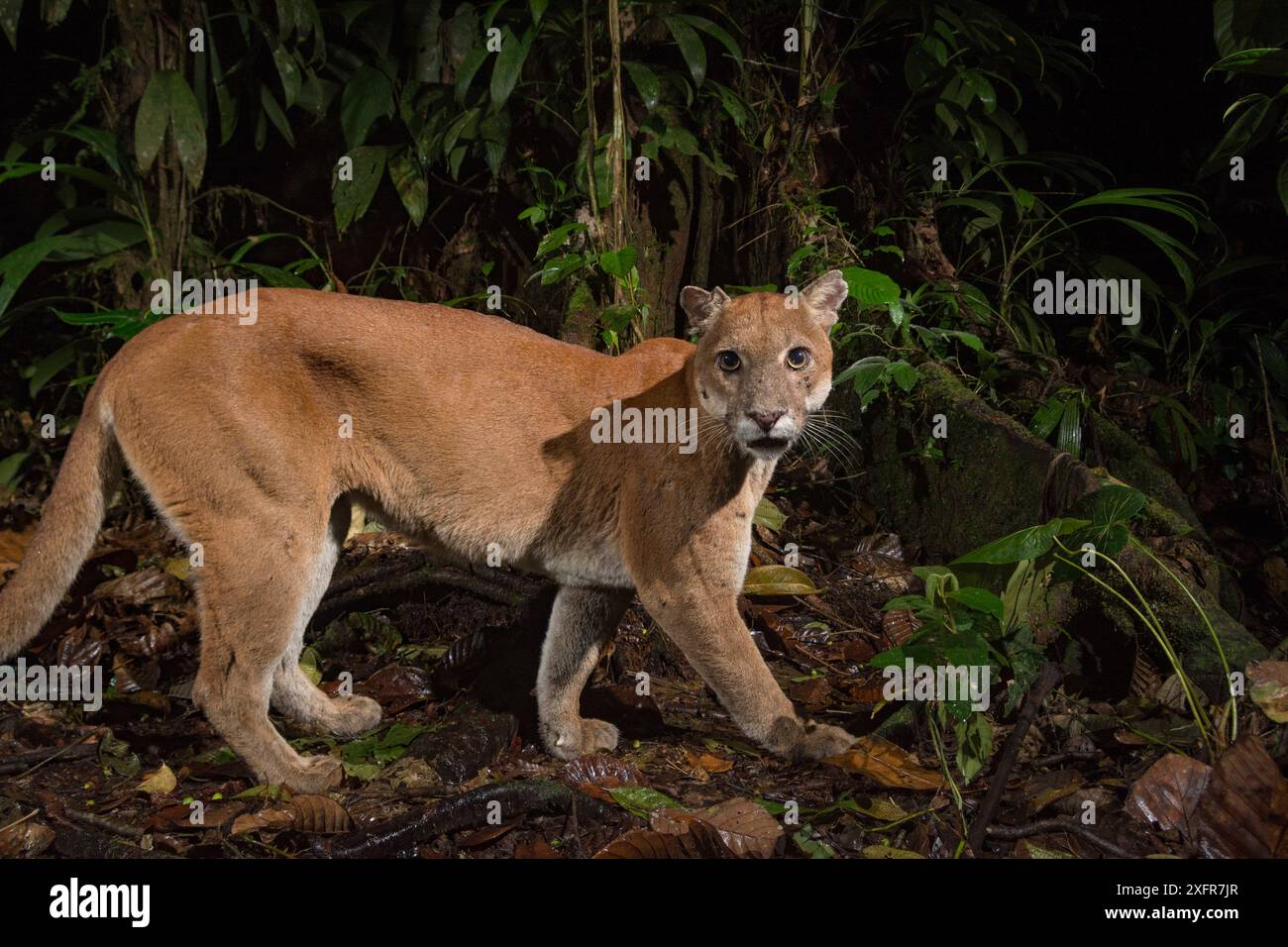 Puma (Puma concolor) in Choco rainforest, Ecuador Stock Photo - Alamy