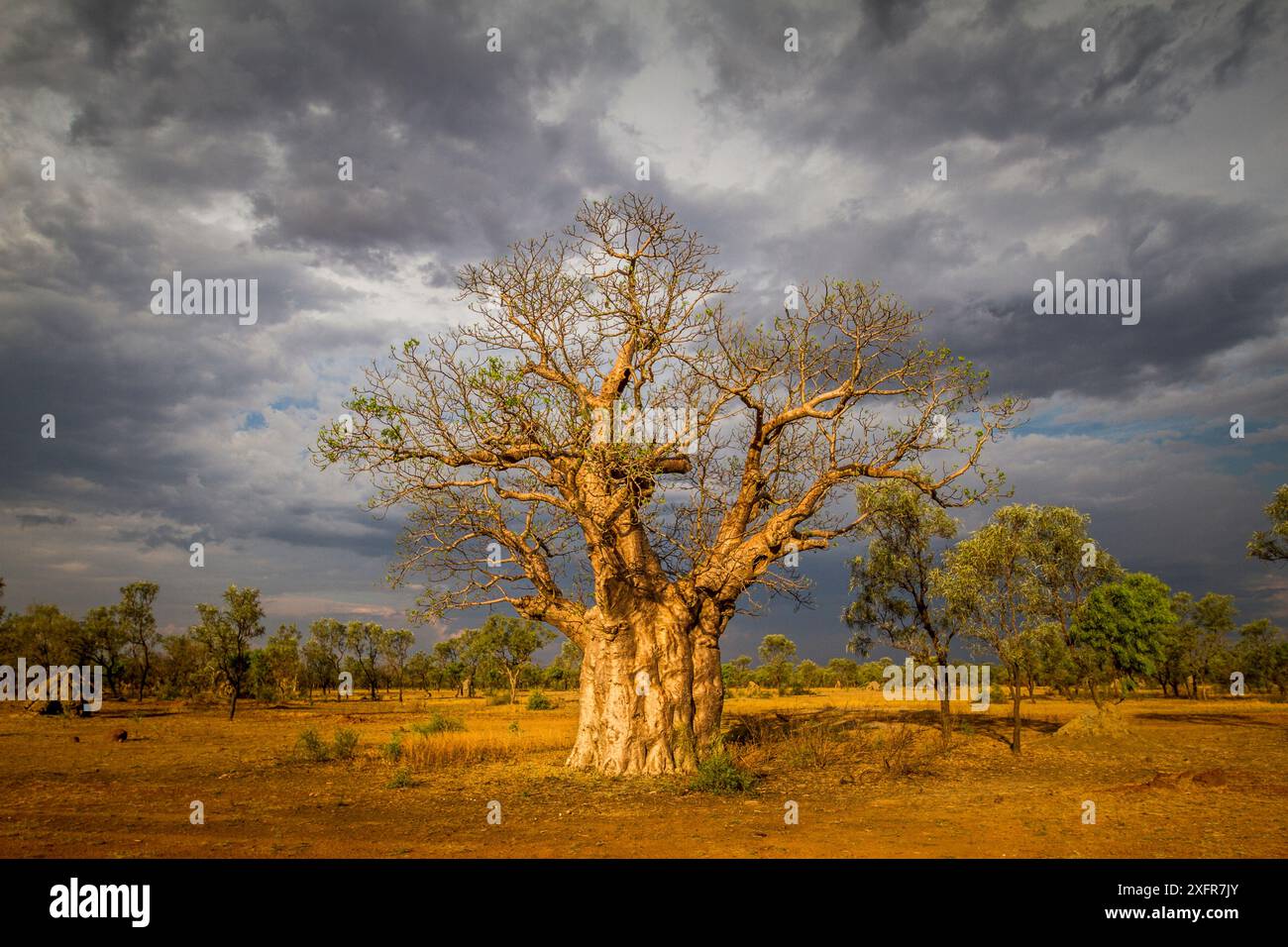 Australian baobab tree hi-res stock photography and images - Alamy