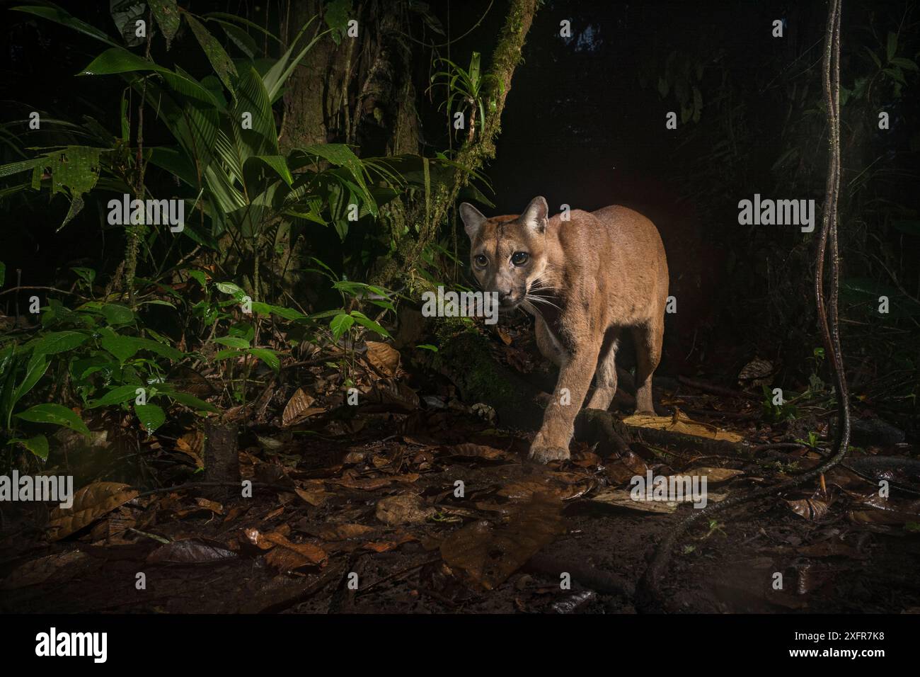 Puma (Puma concolor) in Choco rainforest, Ecuador Stock Photo - Alamy
