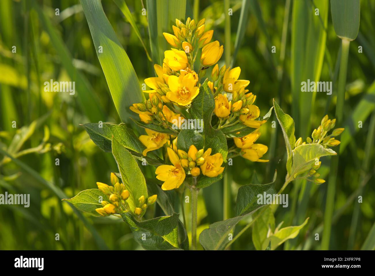 Yellow loosestrife (Lysimachia vulgaris), among Common Reed (Phragmites ...