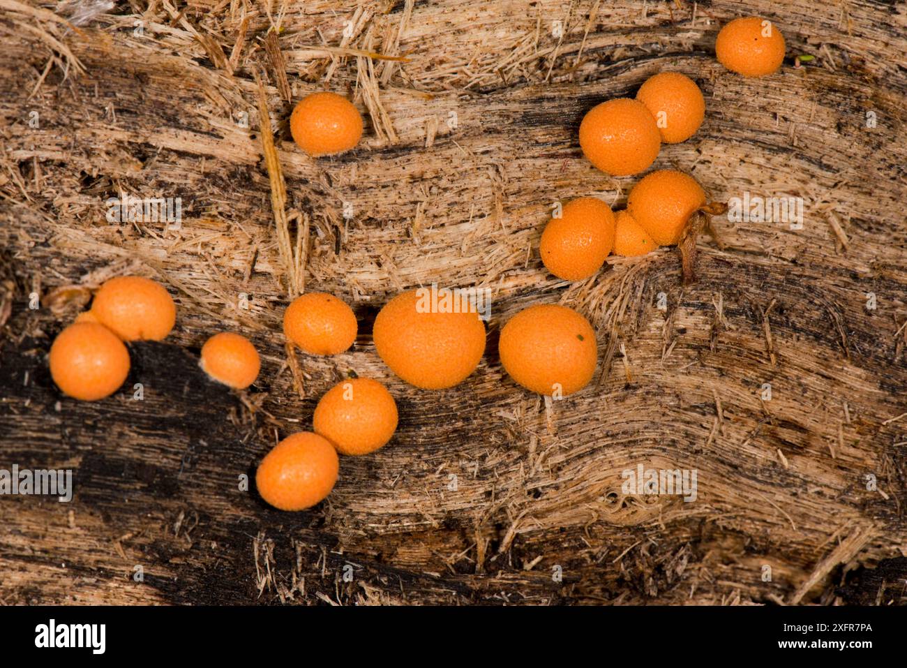 Wolf's Milk, Plasmodial slime mould, (Lycogala terrestre), orange phase ...