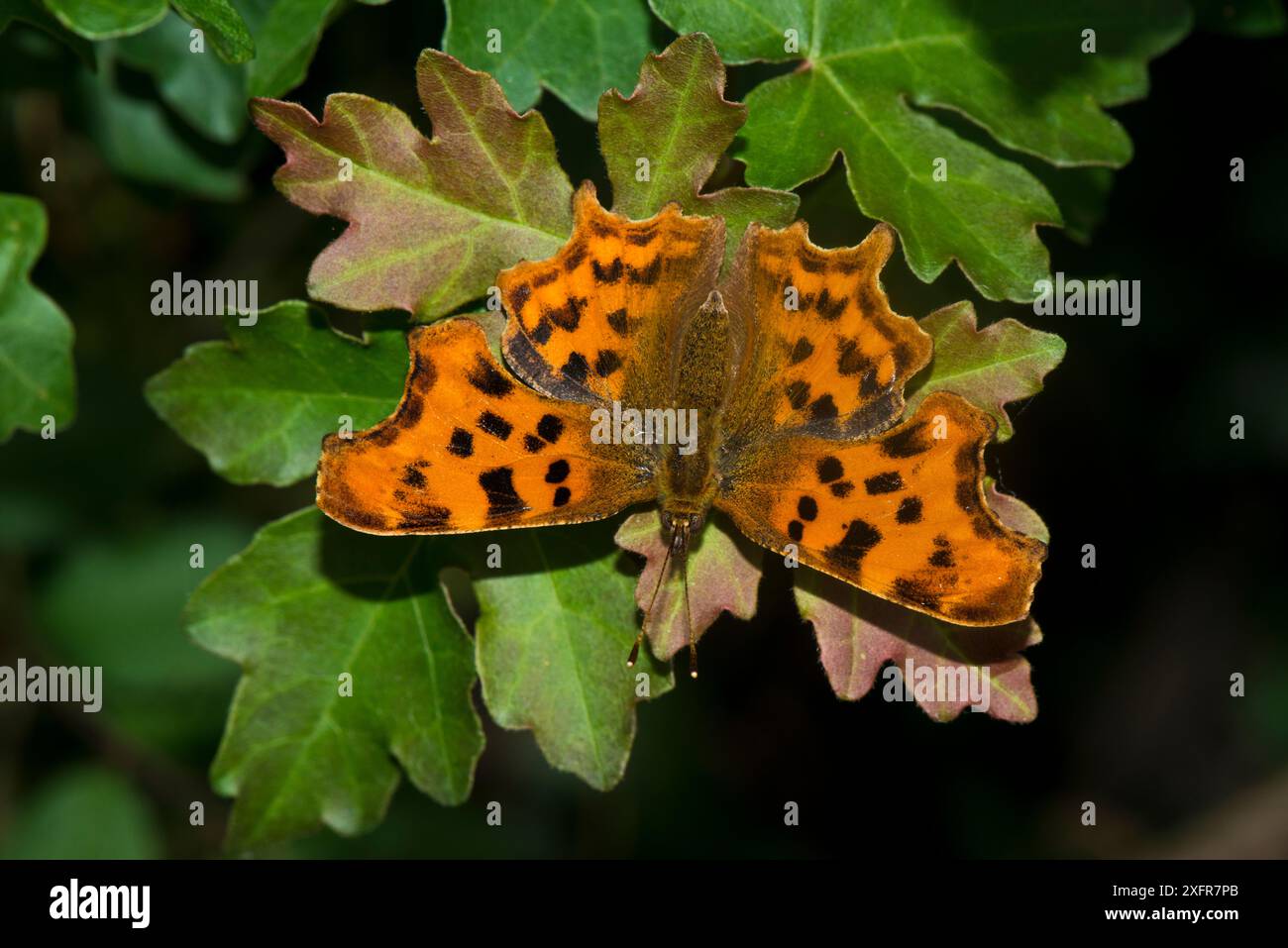 Comma butterfly (Polygonia c-album) basking on Field maple (Acer ...