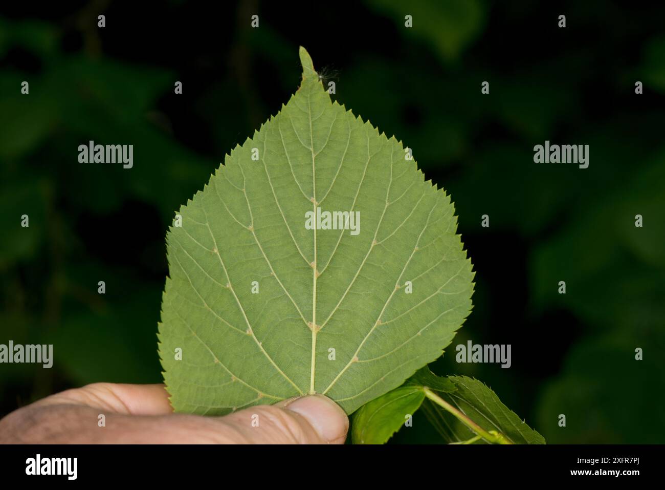Small-leaved lime (Tilia cordata) leaf showing pale brown tufted hairs ...