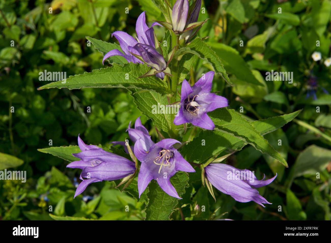Giant Bellflower(Campanula latifolia), woodland edge, Herefordshire ...