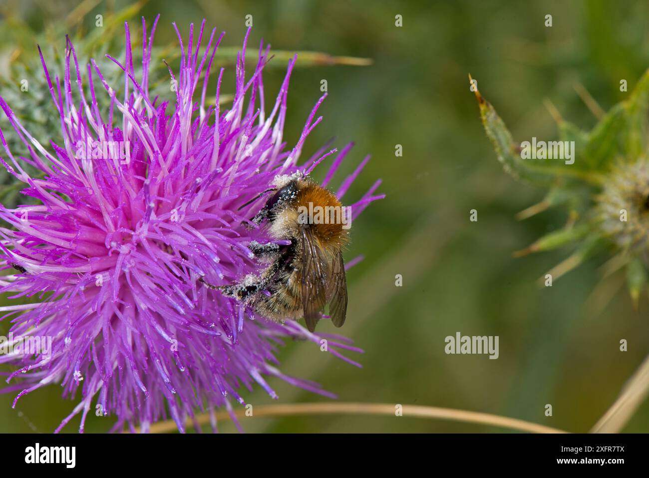 Brown Banded Carder Bee (Bombus humilis) on Spear Thistle (Cirsium ...