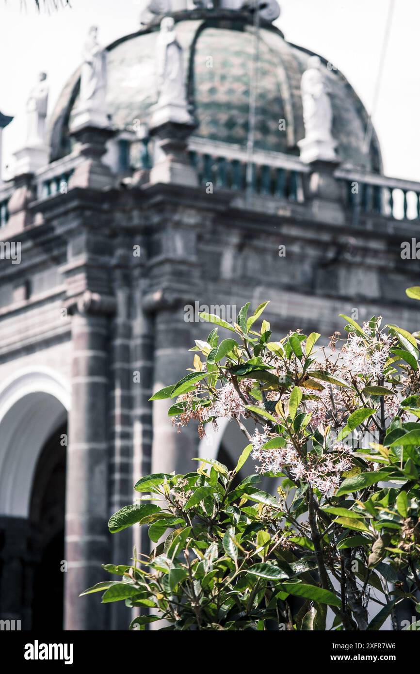 Beautiful close-up of a blossoming tree in front of a historic dome in ...