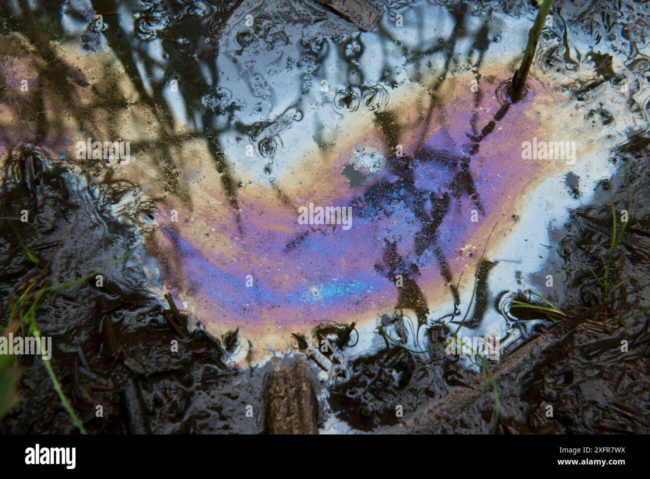 Natural oil released from dead Copepods under anoxic conditions on a ...