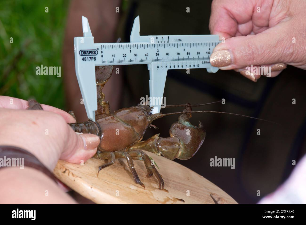 Scientist measuring a crayfish head and thorax of a non-native Signal ...