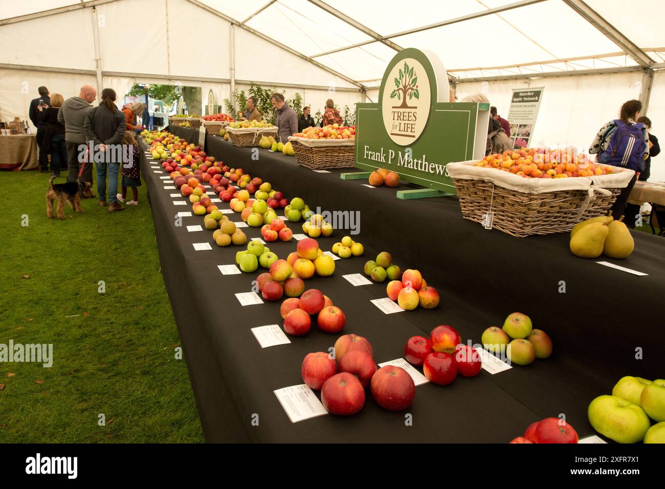 Display of apple varieties at the Tenbury Apple Festival, Tenbury Wells ...