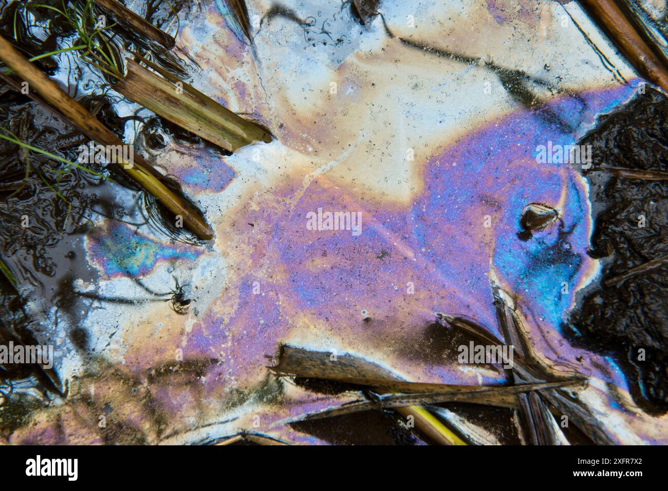 Natural oil released from dead Copepods under anoxic conditions on a ...