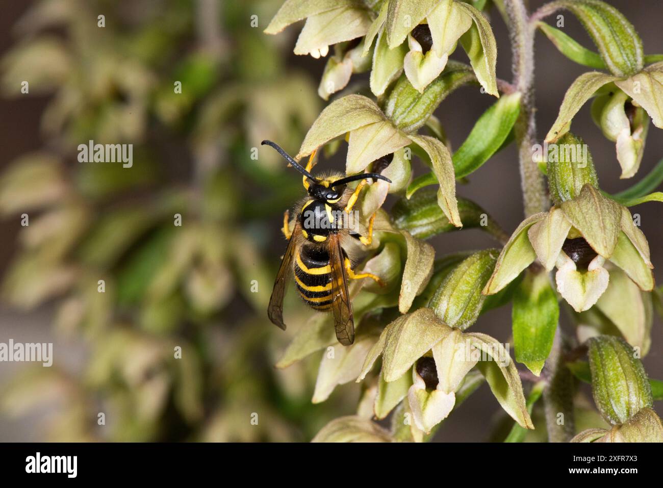 Vespa anglica hi-res stock photography and images - Alamy