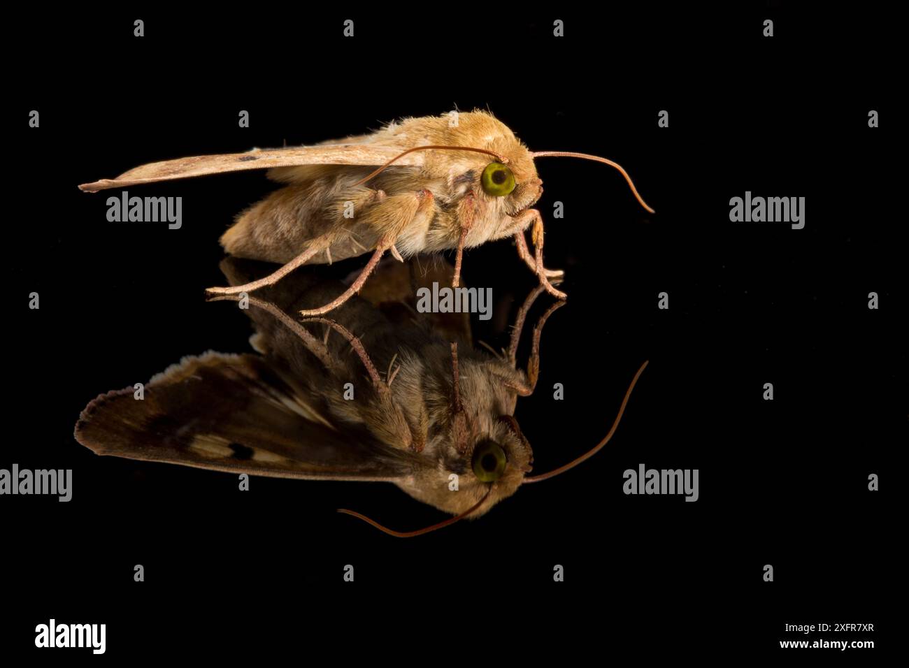 Studio portrait of a Corn Earworm moth (Helicoverpa zea) on a black ...
