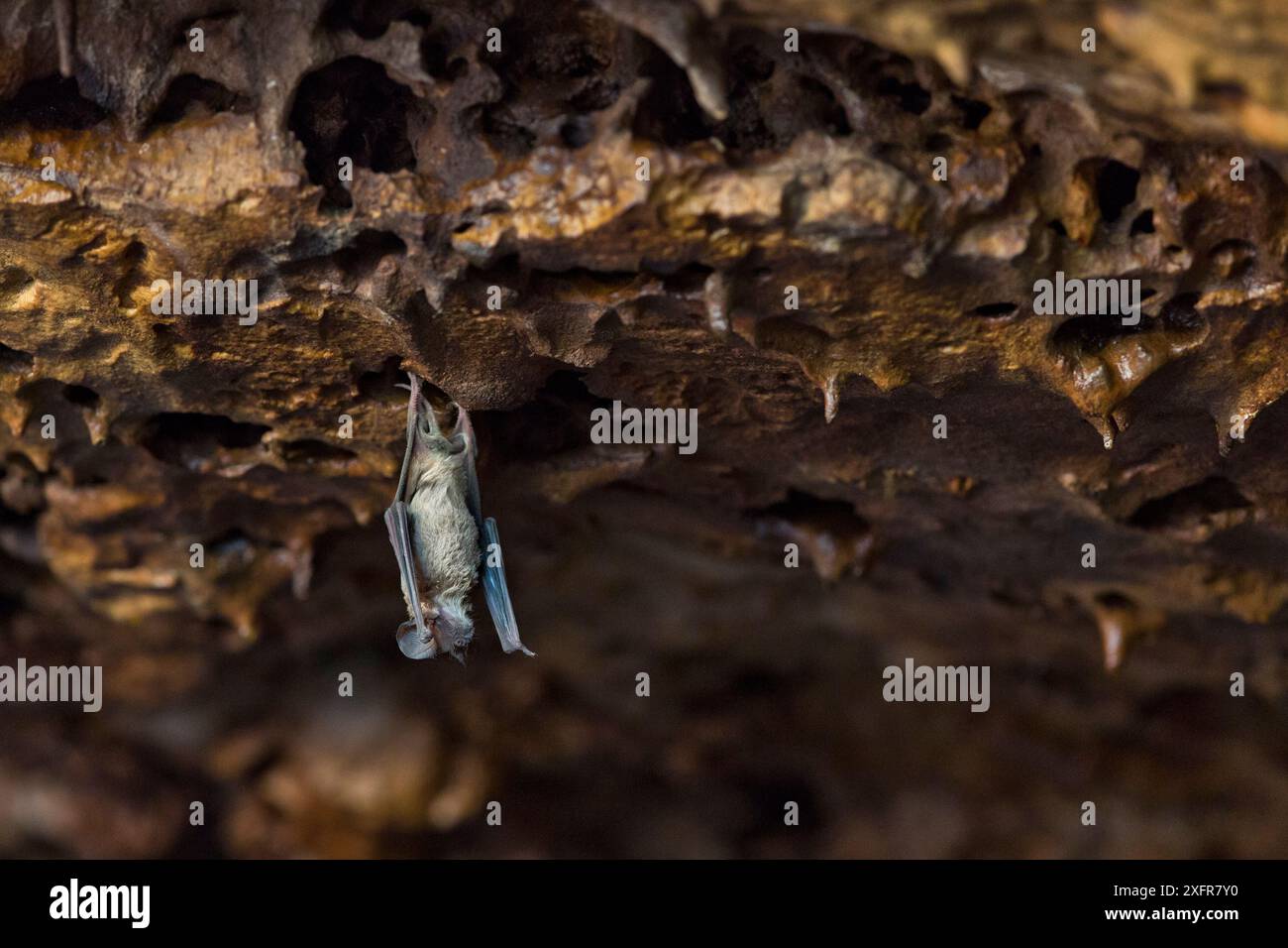 Juvenile Mexican Free-Tailed bat (Tadarida brasiliensis) hanging on the ...