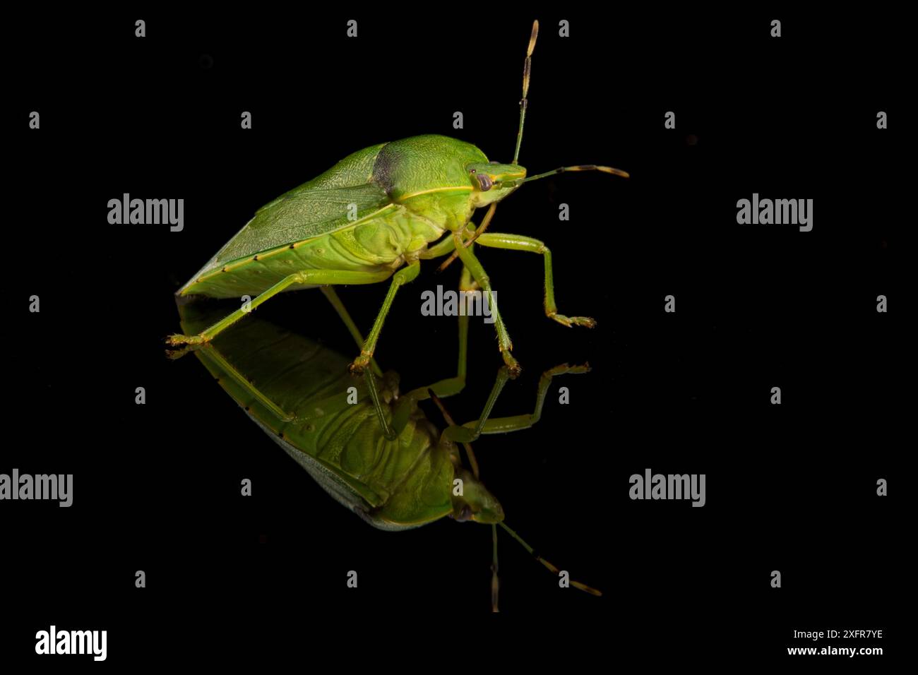 Studio portrait of a Green stink bug (Acrosternum hilare) pests of nut ...