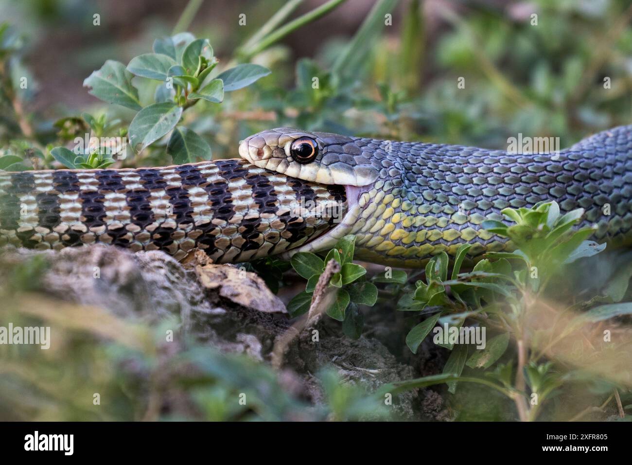 Checkered garter snake hi-res stock photography and images - Alamy