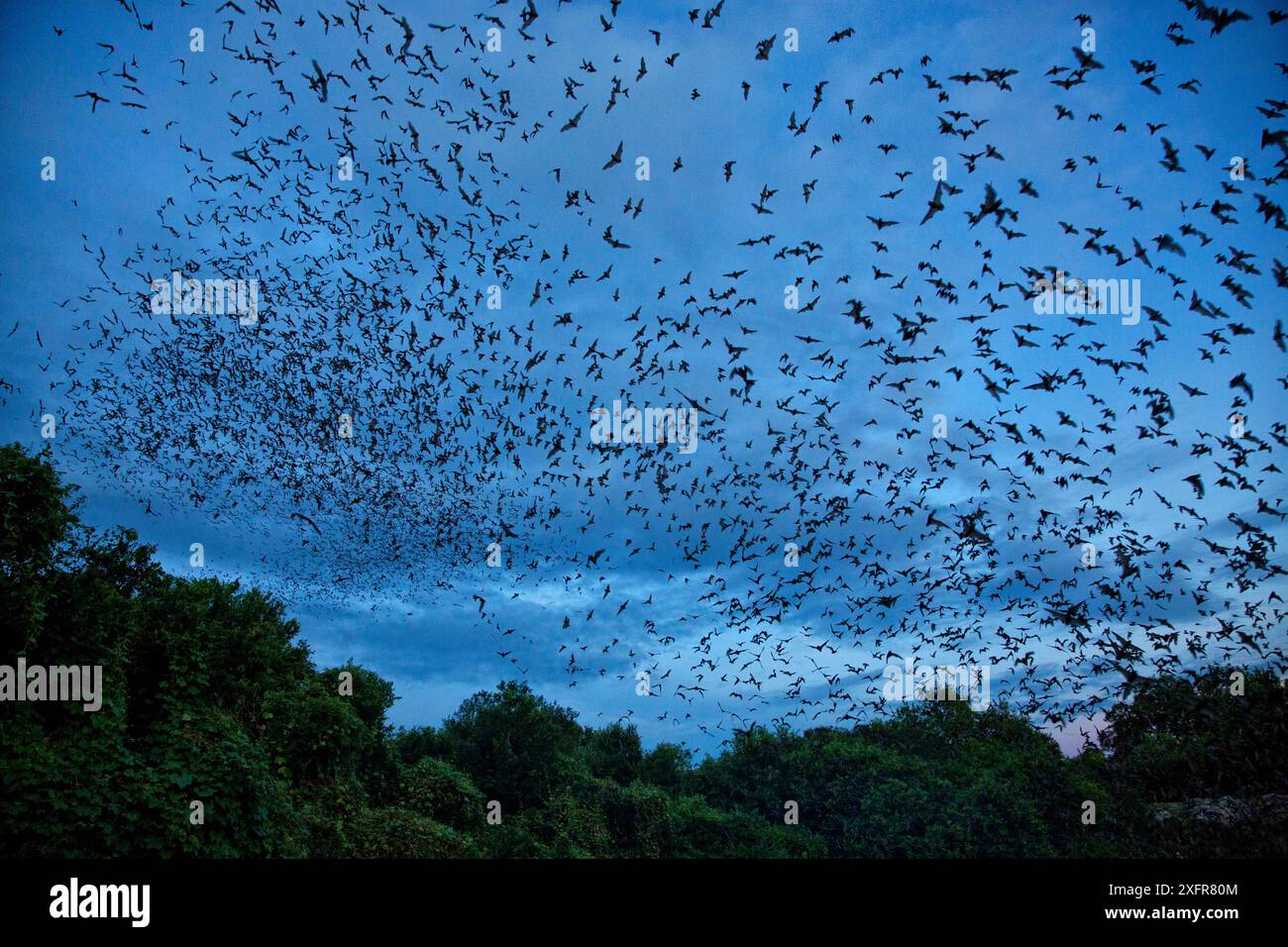 Mexican free-tailed bats (Tadarida brasiliensis) leaving maternity ...