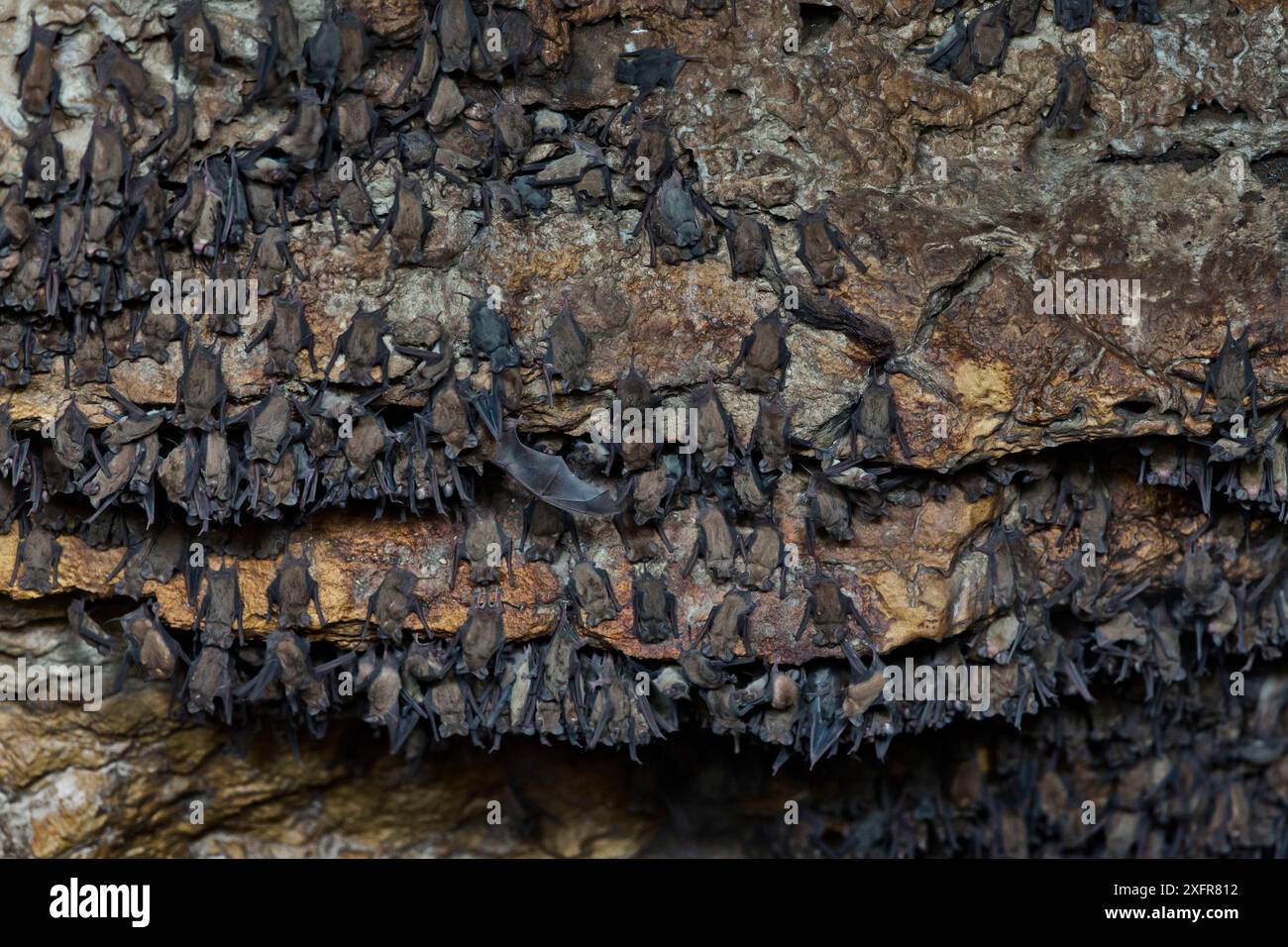 Bat body hi-res stock photography and images - Alamy