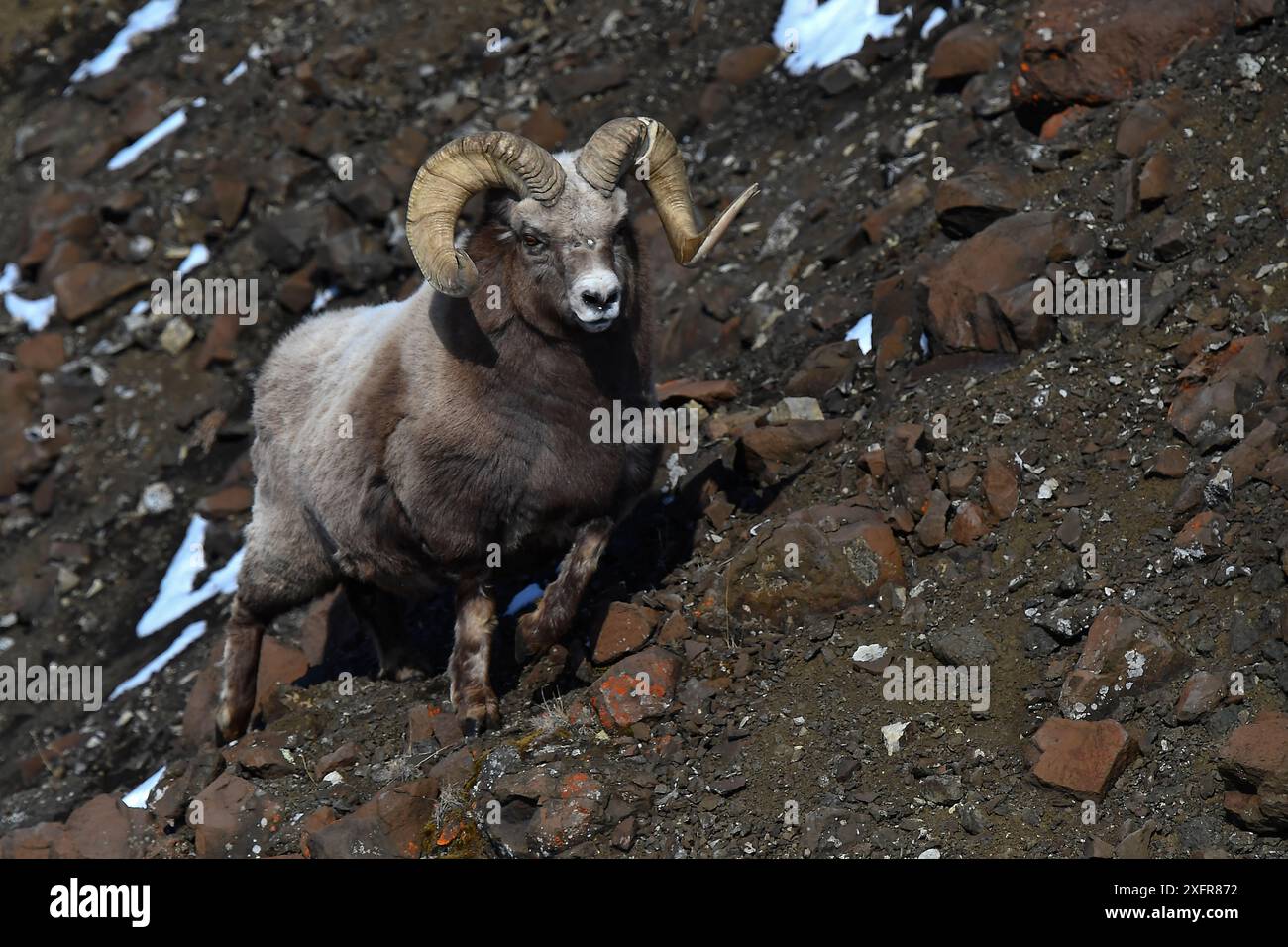 Putorana Snow Sheep (Ovis nivicola borealis) male, Putoransky State ...