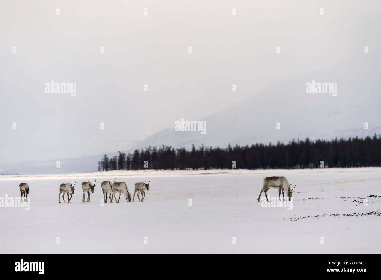 Siberian tundra reindeer (Rangifer tarandus sibiricus) Putoransky State ...