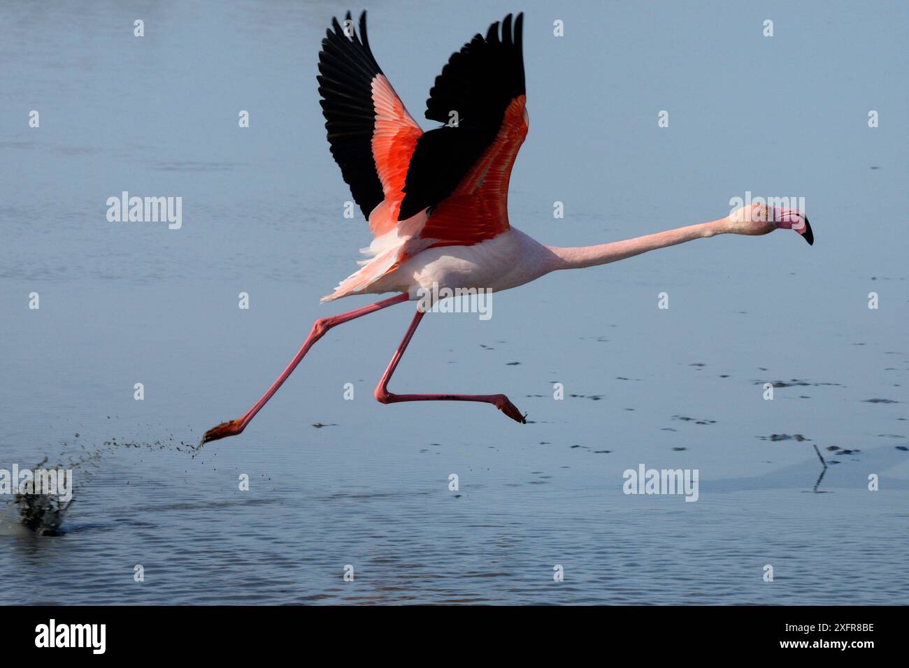Greater flamingo (Phoenicopterus roseus) taking off from lagoon ...