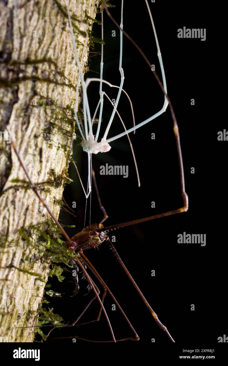 Gonyleptid harvestman (Serracutisoma proximum) moulting. South-east ...