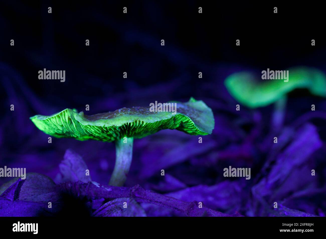 Fluorescent animals hi-res stock photography and images - Alamy