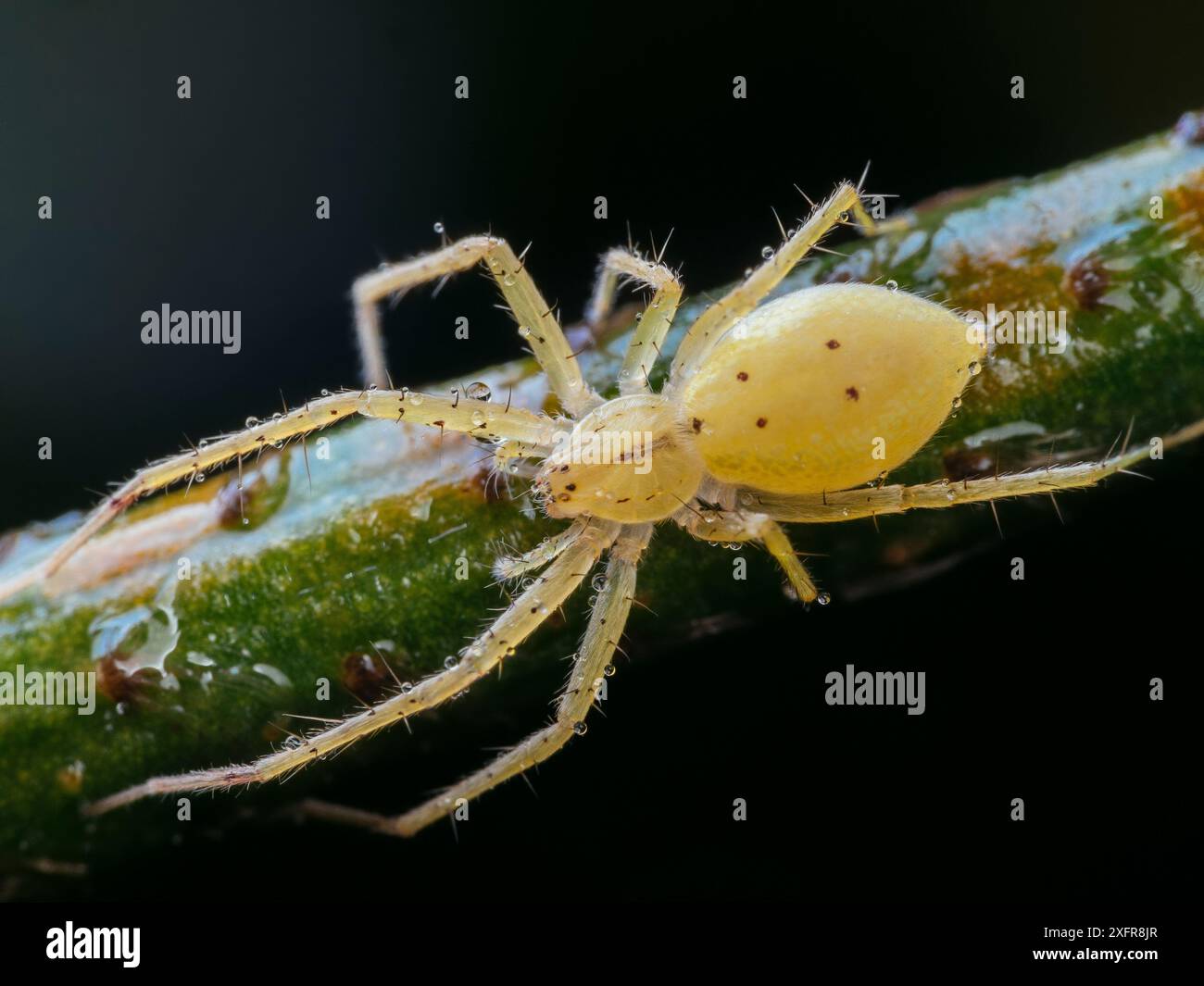 Ghost spider hi-res stock photography and images - Alamy
