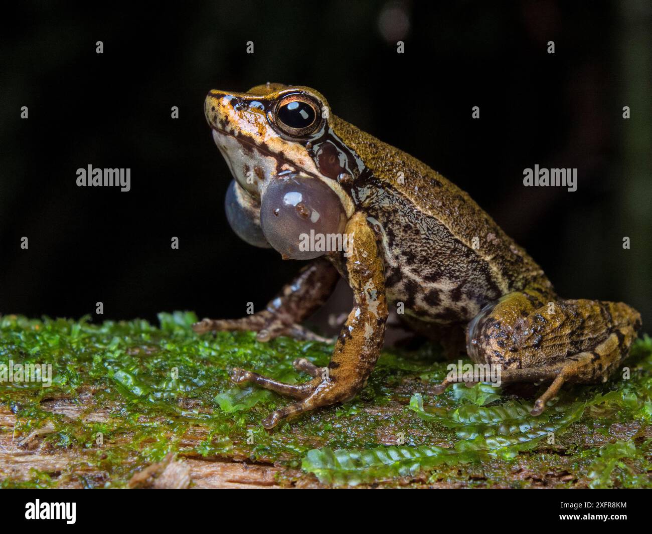 Hylodes hi-res stock photography and images - Alamy