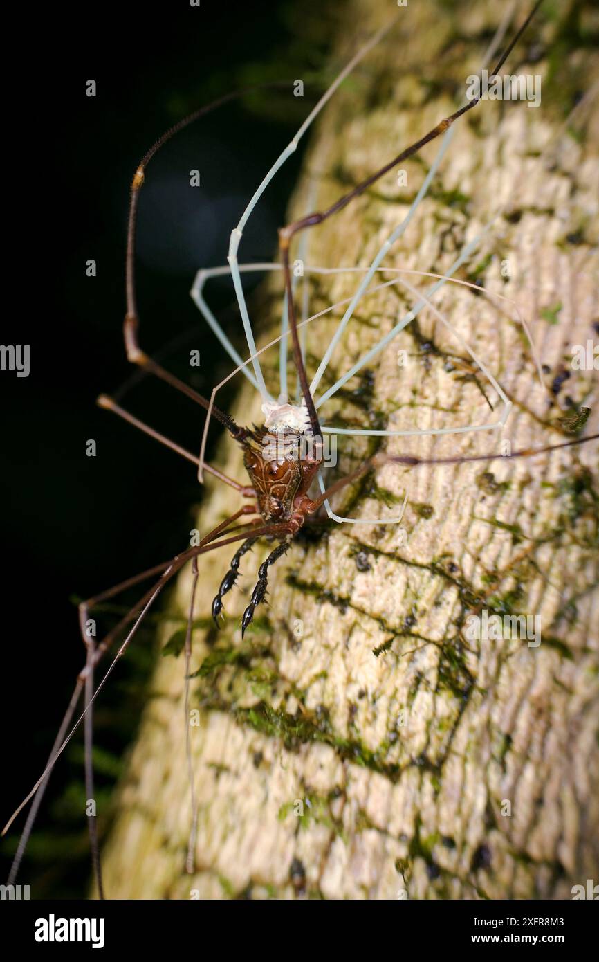 Gonyleptid harvestman (Serracutisoma proximum) moulting. South-east ...