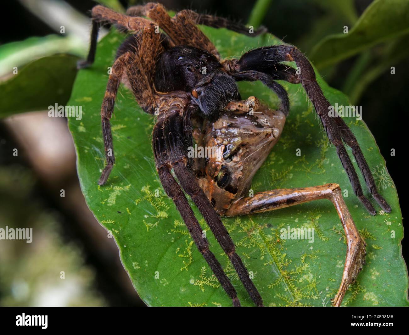 Ctenus medius hi-res stock photography and images - Alamy