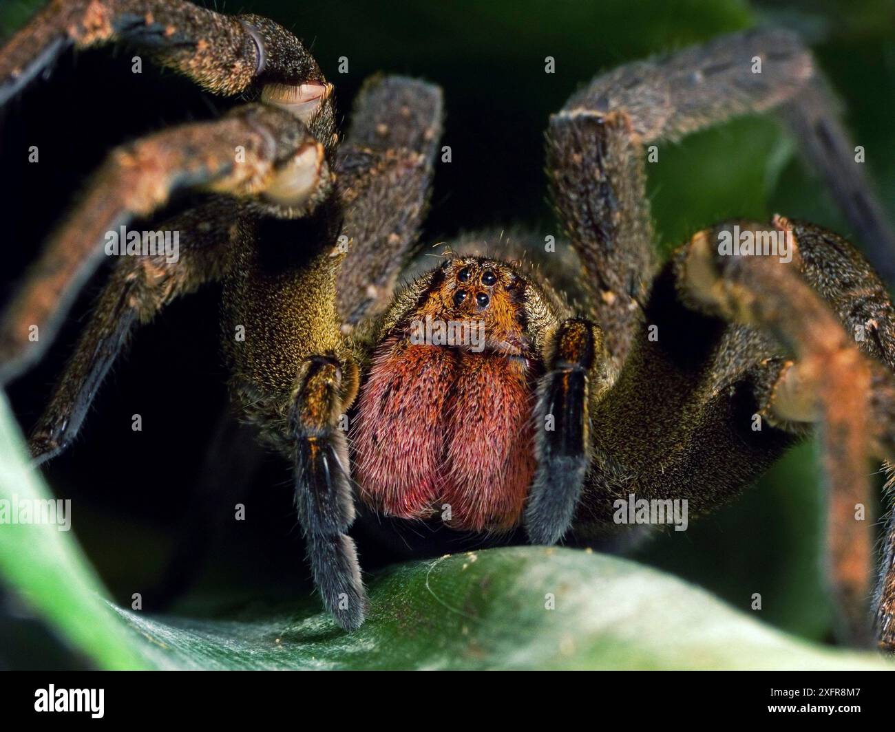 Brazilian wandering spider (Phoneutria nigriventer) inside a bromeliad ...
