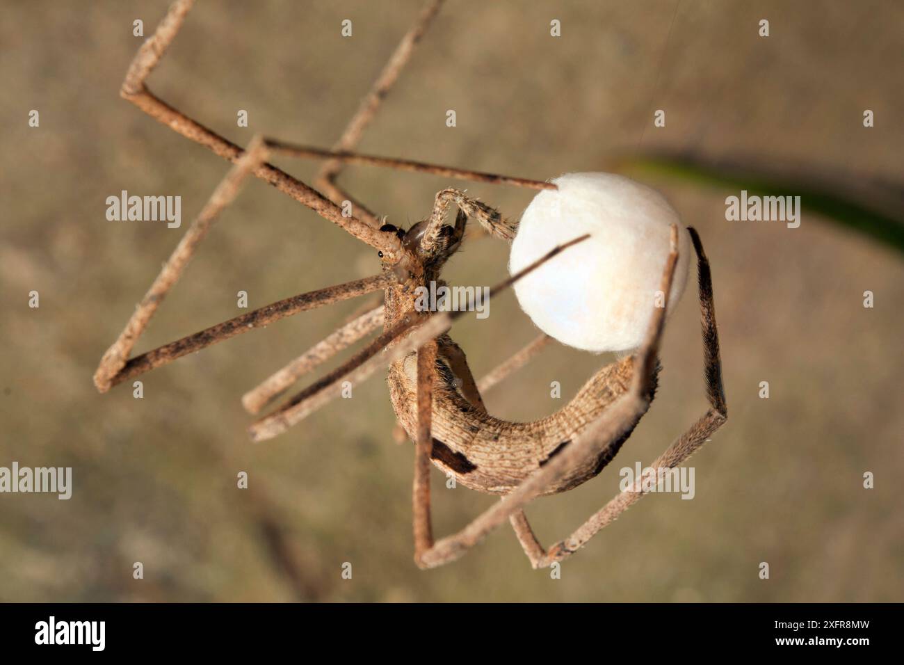 Ogre faced spiders hi-res stock photography and images - Alamy