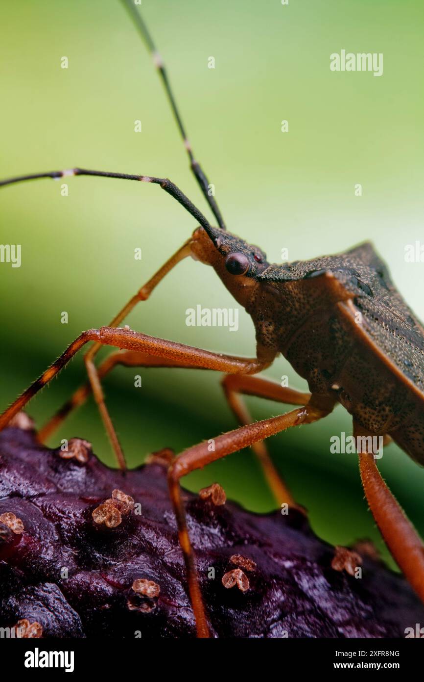 Coreid bug (Coreidae) feeding on a Palm (Areaceae) inflorescence. South-east Atlantic forest ...