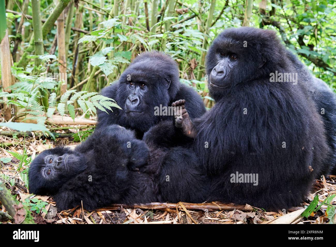 Mountain gorillas (Gorilla gorilla beringei) grooming, members of the ...