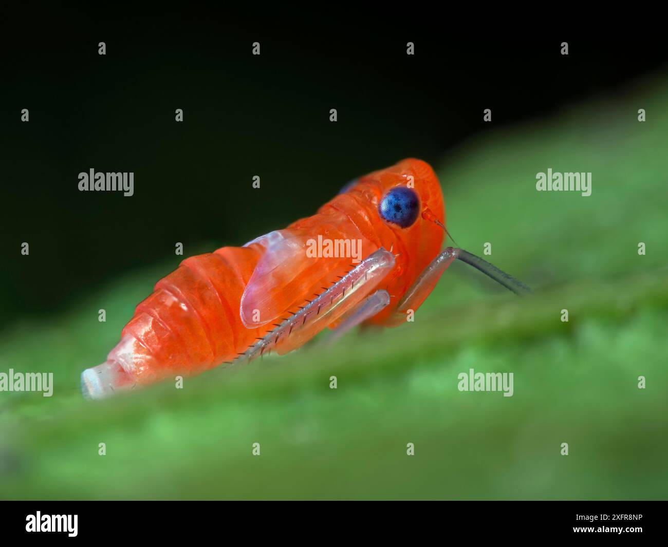 Blue eyed leafhopper nymph (Cicadellidae) South-east atlantic forest ...