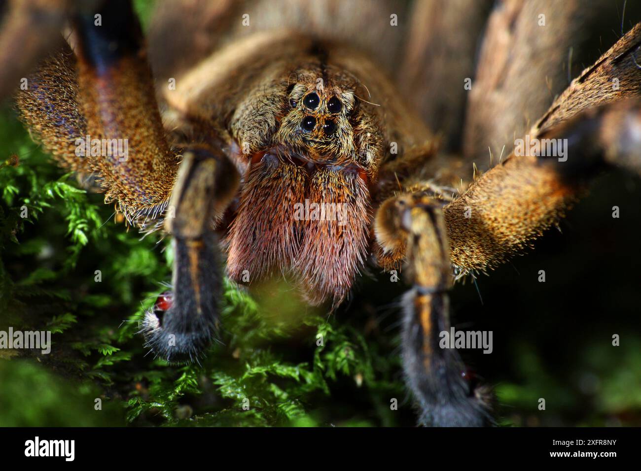 Brazilian wandering spider (Phoneutria keyserlingi) male, South-east ...